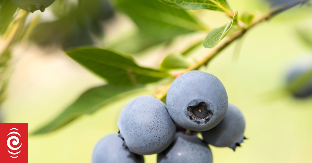 Fruit and Vege Report with Glenn Forsyth | RNZ