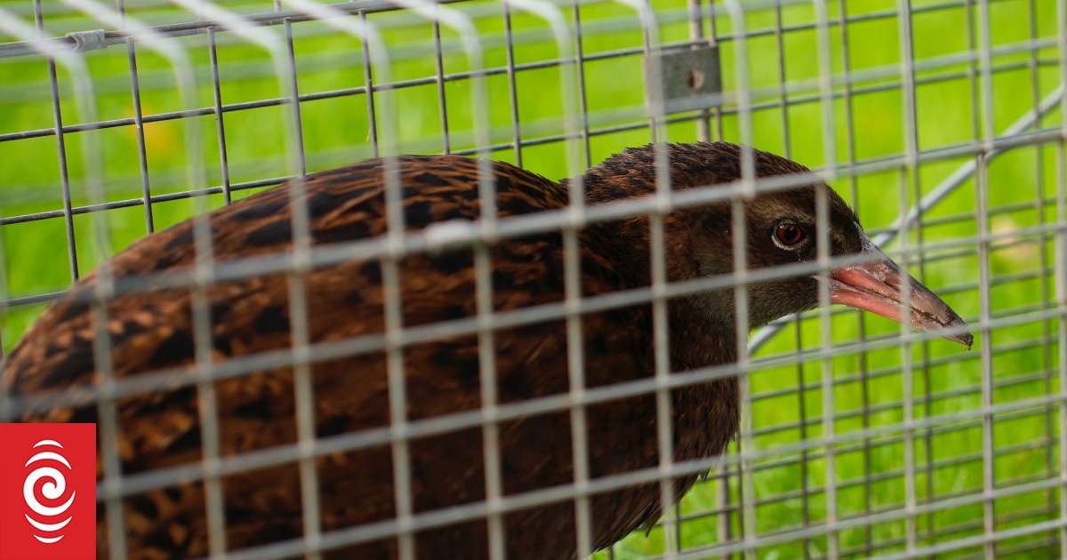 Taranaki's wayward weka rehomed in South Island | RNZ News