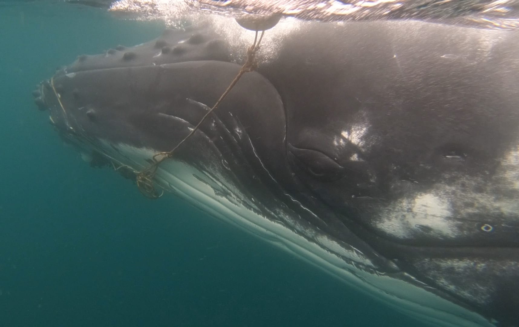 Humpback whale seen tangled in rope off lower South Island coast | RNZ News