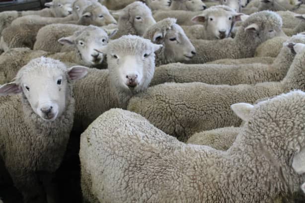 UK sheep farmers open to working with NZ | RNZ