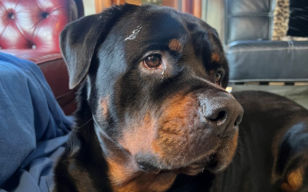Tears as rottweiler Chopper ordered to be put down | RNZ News