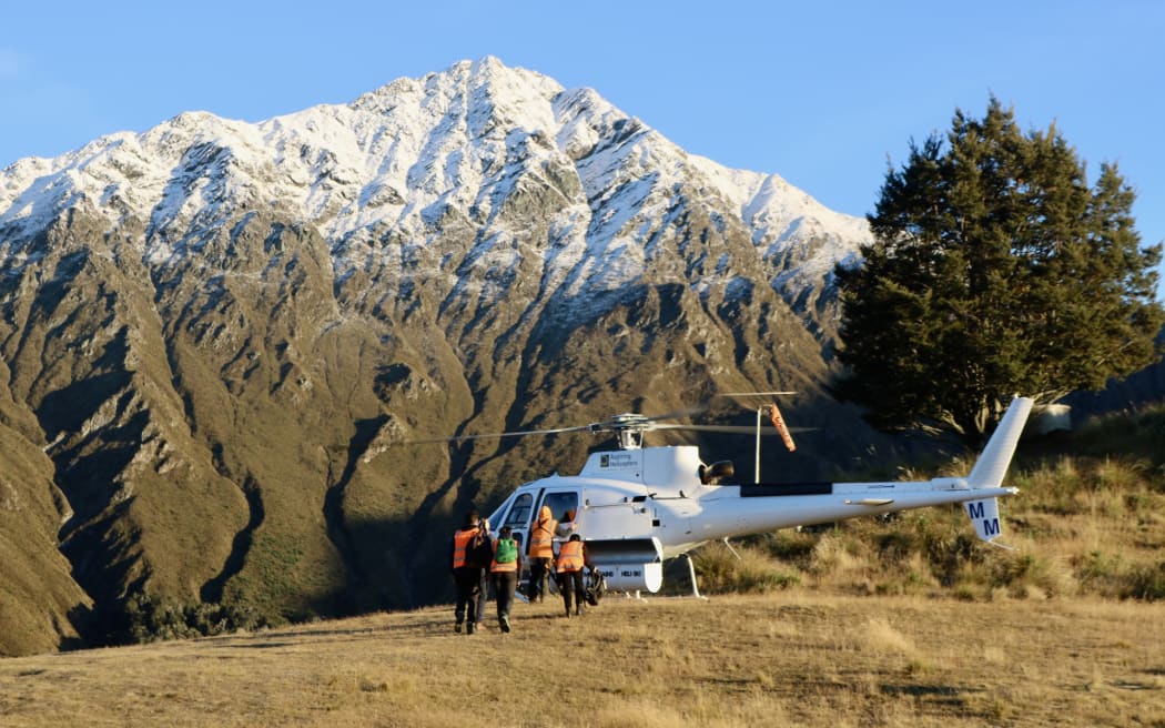 Wilding pine control group fears Queenstown's vistas could be decimated ...