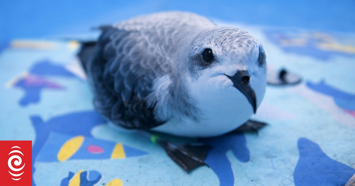 "Only the best for our birds" - rescue centre's credo | RNZ News