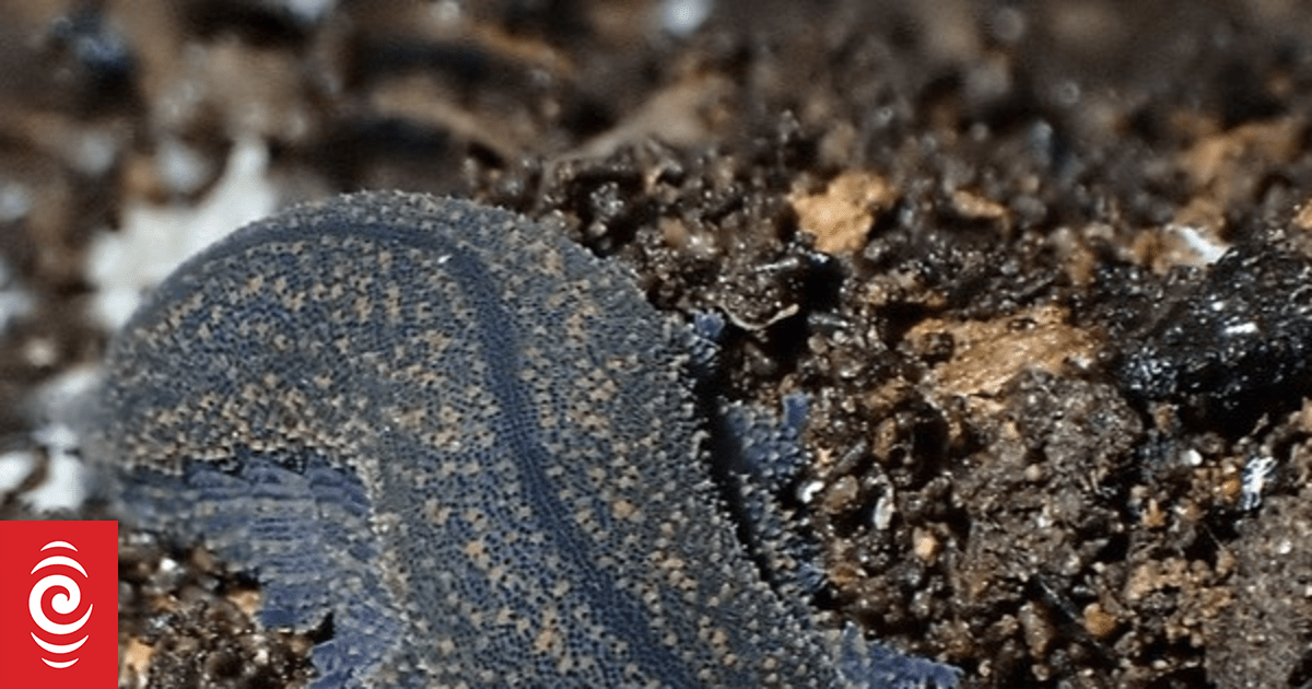 Bug of the Year winner announced | RNZ