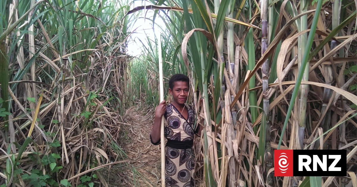 Fiji sugar industry in trouble without young people | RNZ
