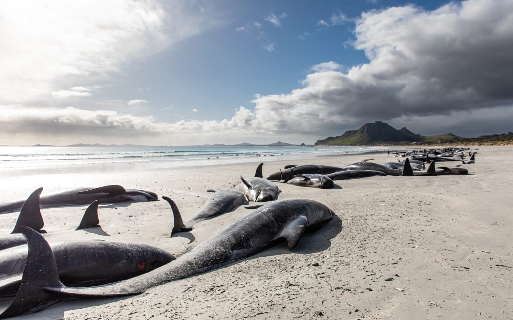 Two pilot whale stranding incidents at Chatham Islands 'unbelievable ...