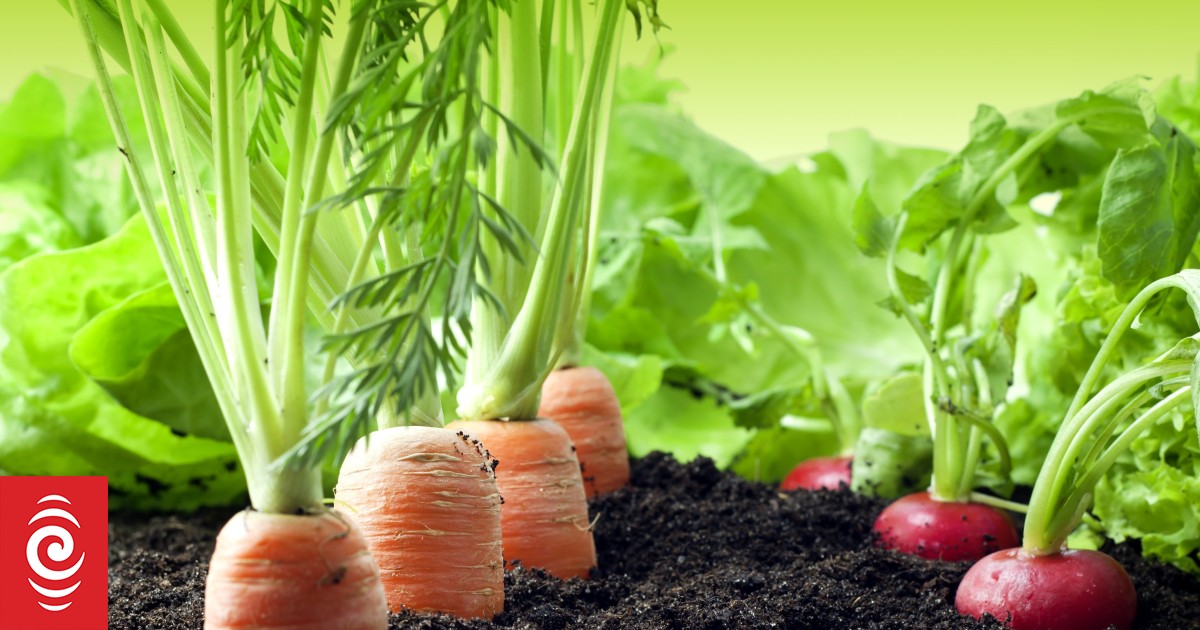 Setting up low maintenance vegetable gardens to save money | RNZ