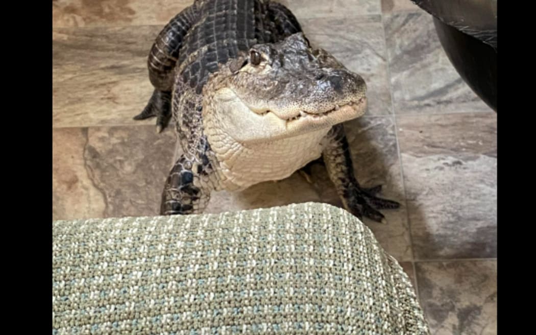 Emotional support alligator taken and released in swamp | RNZ News