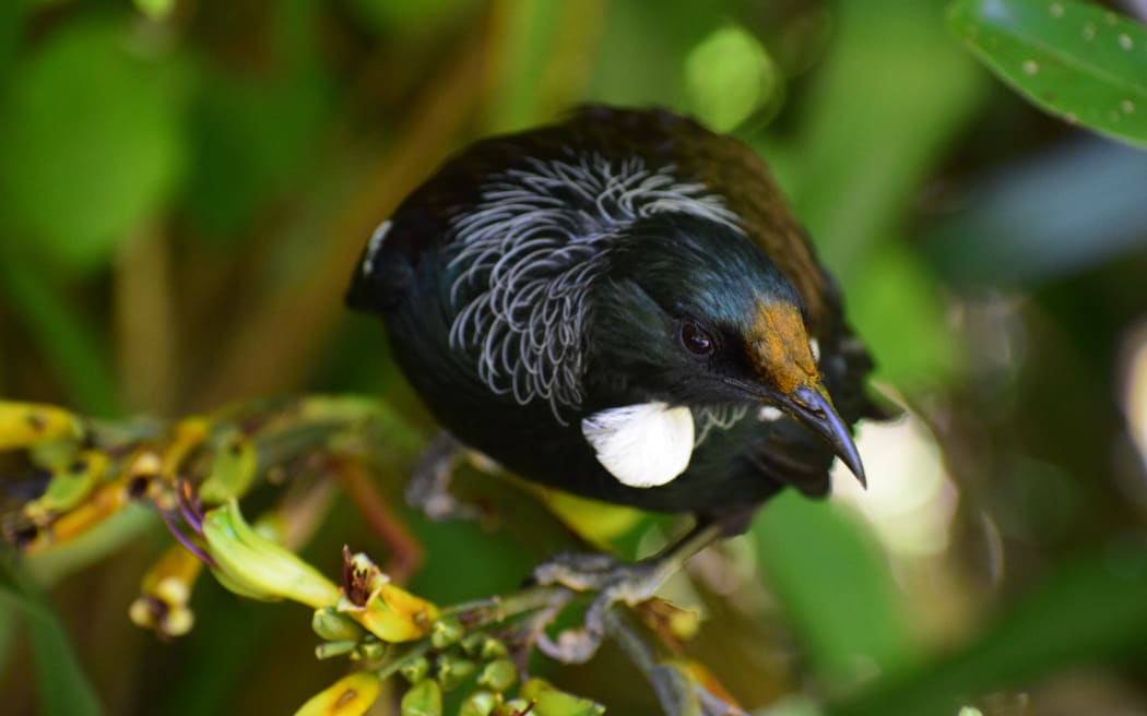 How to support native birds in your backyard | RNZ