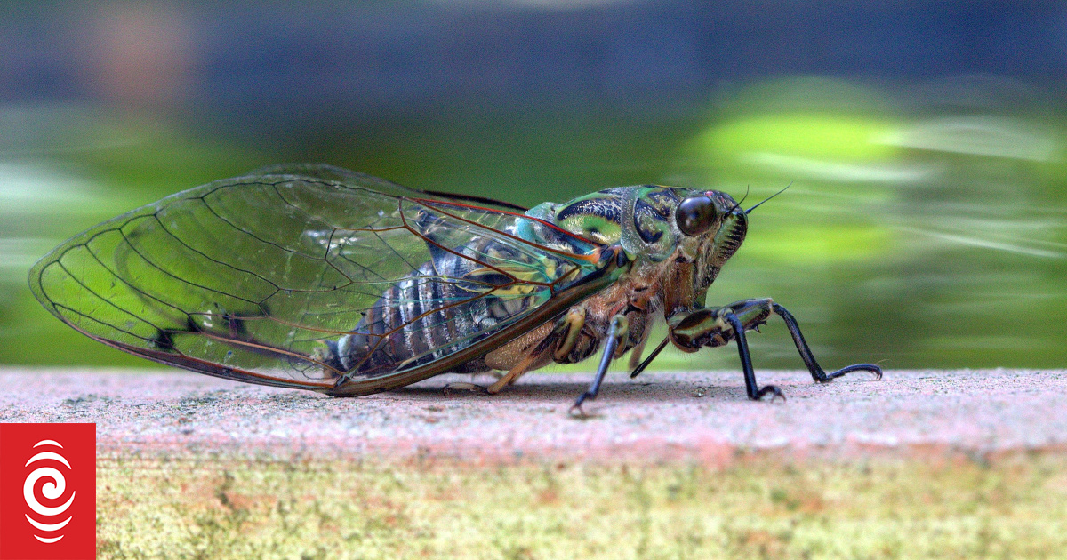 Why is the 'summer chorus' missing, bug man Ruud Kleinpaste helps solve ...