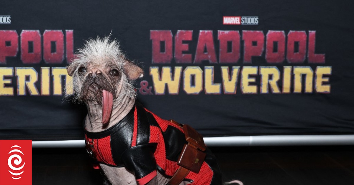 Dogpool: Life with the 'ugliest' dog turned Hollywood star | RNZ News