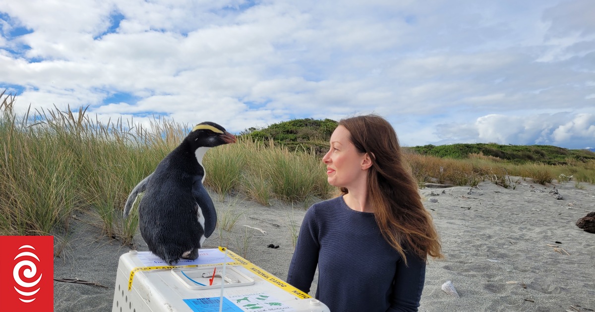 The woman teaching penguins to swim | RNZ