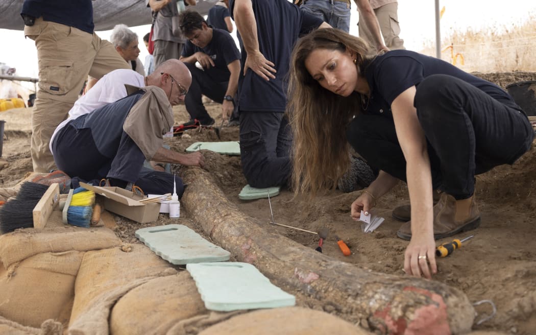 Fossilised tusk from giant ancient elephant found in Israel | RNZ News