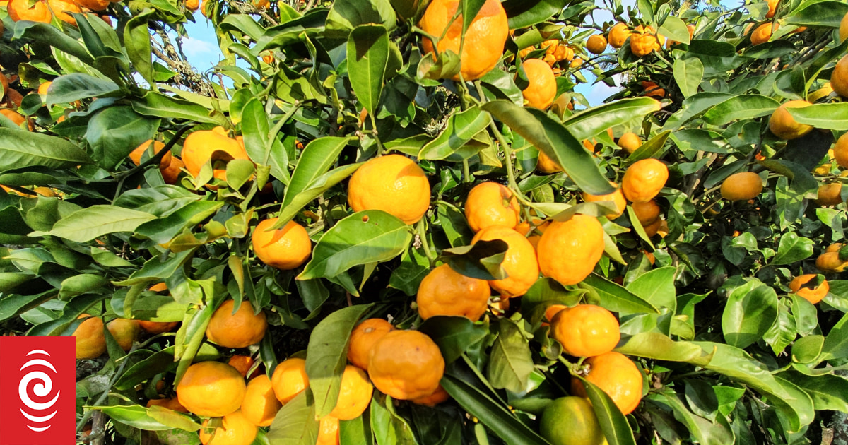 Mandarin prices fall due to soft demand | RNZ News