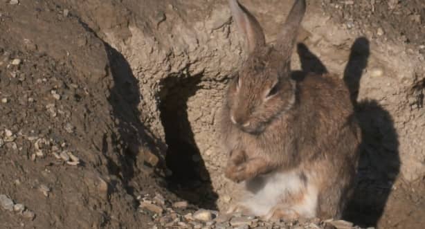 The hills are alive - with rabbits | RNZ