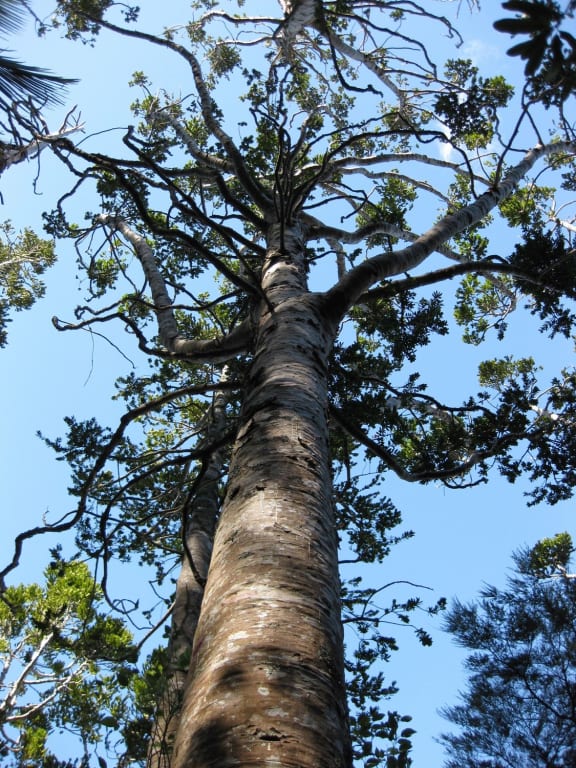 Kauri dieback | A Gallery from Nights | RNZ National