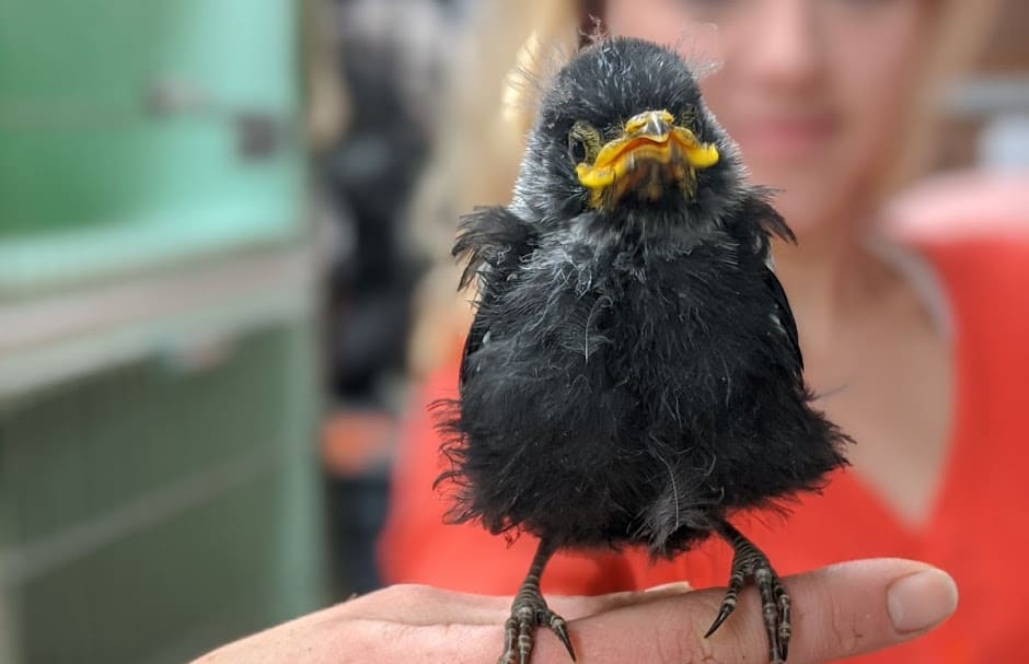 More native birds landing in hands of Wellington charity | RNZ News