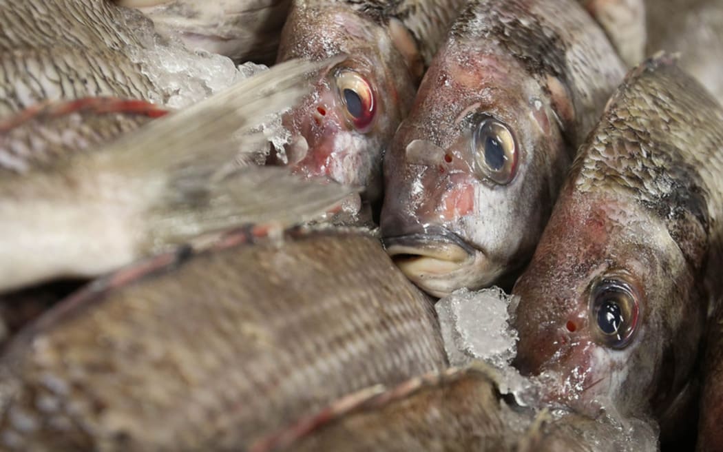 Tarakihi catch limits to be reduced | RNZ News