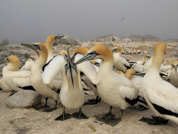 Kennedy Warne - Cape gannets on Malgas Island | A Gallery from Nine To ...