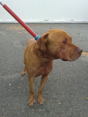 Freed pitbull kills dog | RNZ