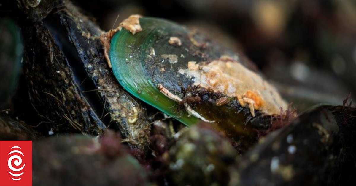 MPI issues alert over toxic shellfish found in Waikato | RNZ News