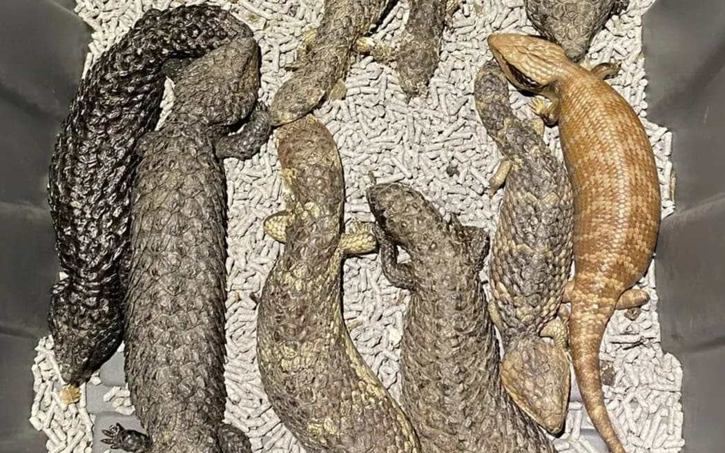 Hundreds of lizards seized in Australia police bust | RNZ News