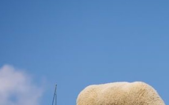 Bionic sheep a stepping stone from paralysis | RNZ News