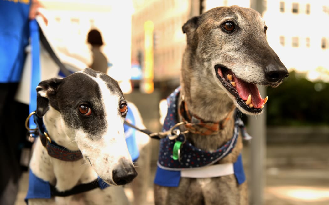 Greyhounds headed to the United States for homes to clear New Zealand ...