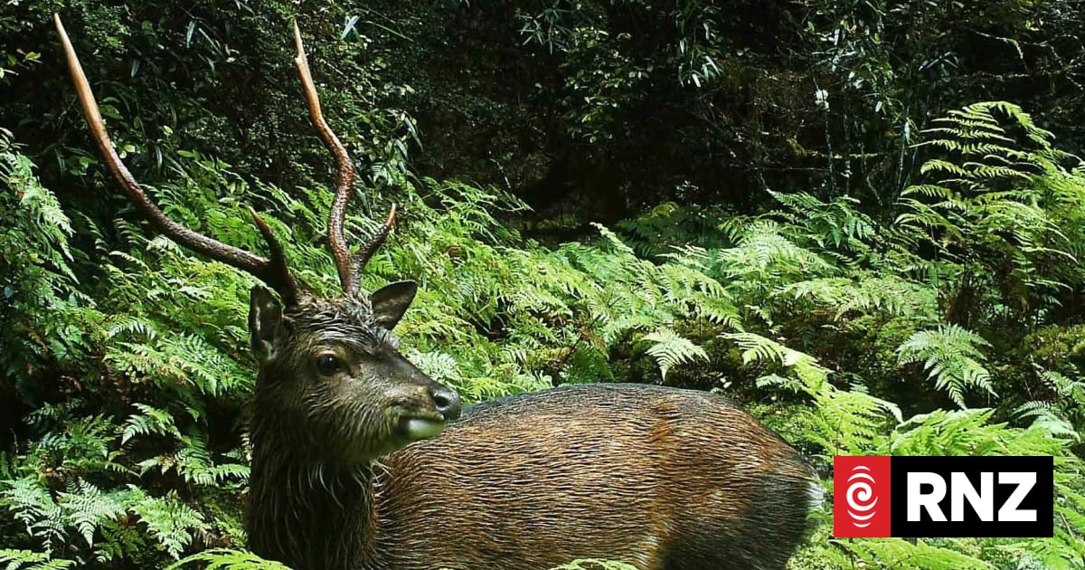 Illegal deer release 'disgusting and selfish' - DoC | RNZ