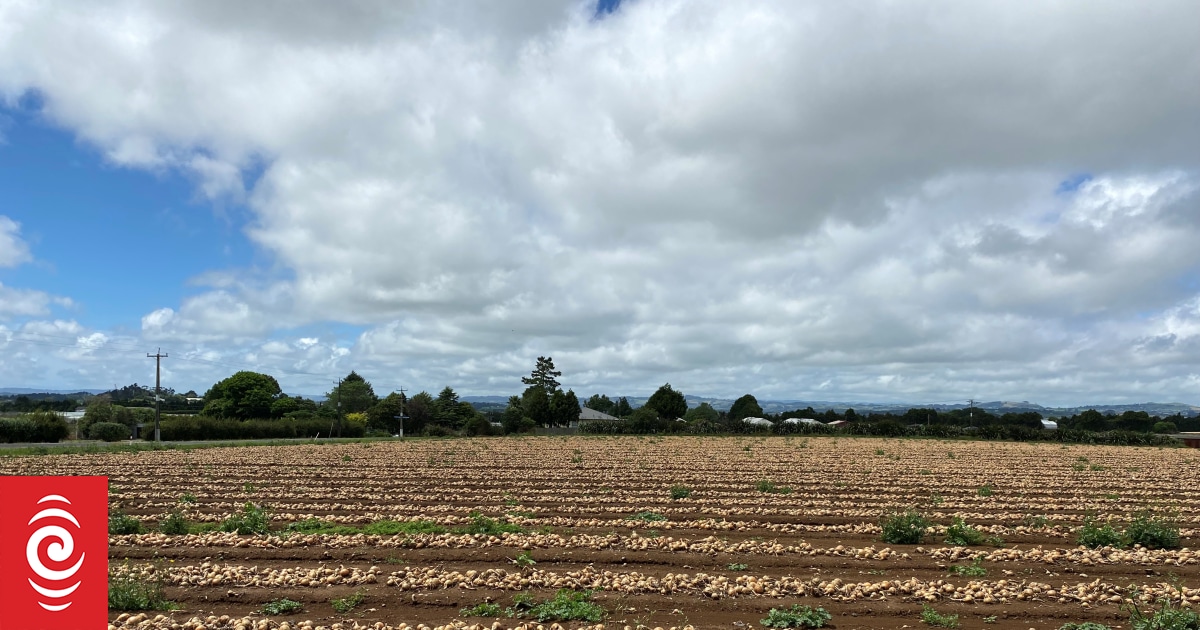 Onion growers in Pukekohe try to recover crops after floods | RNZ