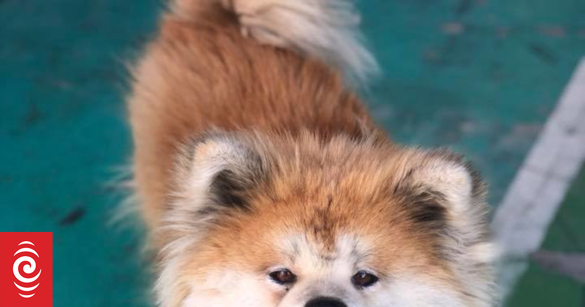 Mosako - the sweet Japanese dog cared for by Air NZ crew | RNZ News