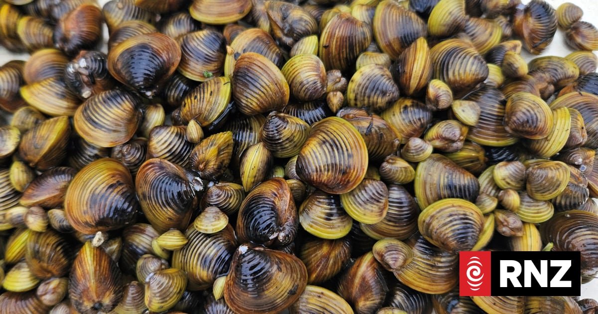 Our Changing World: The gold clam is here, and multiplying | RNZ