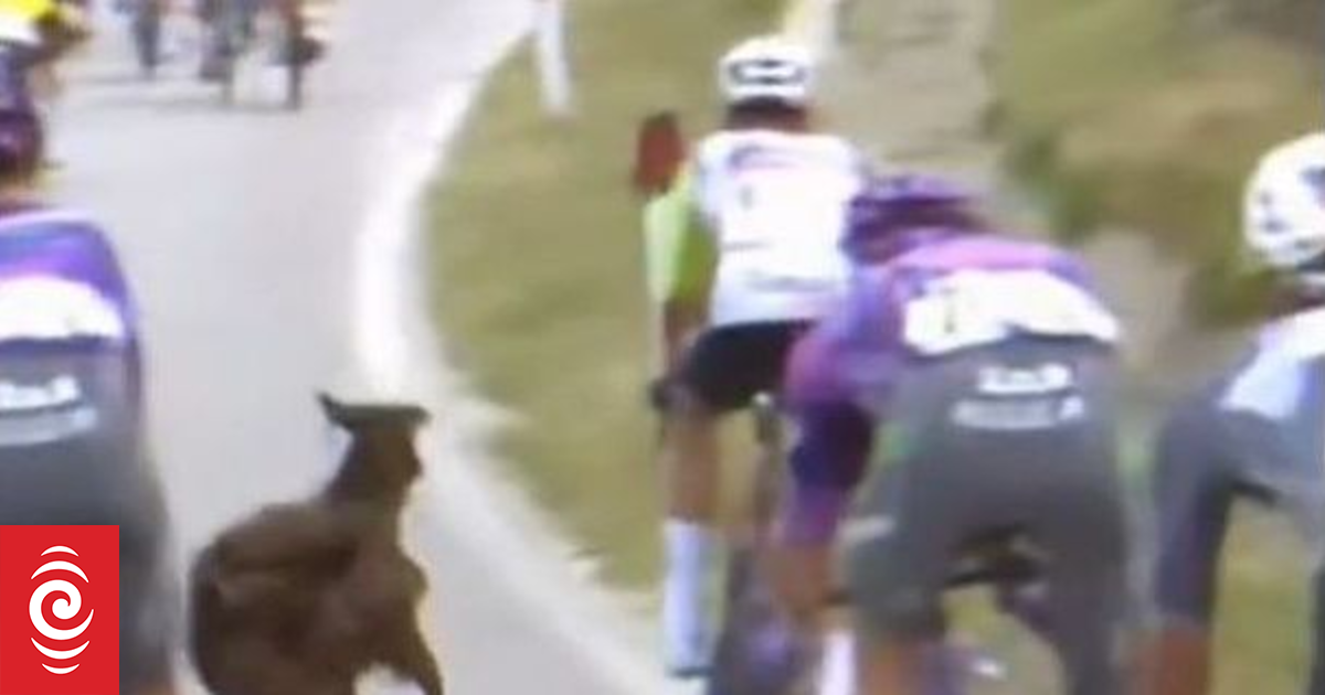 Watch: Kiwi cyclist Dion Smith survives run-in with goat at Giro d ...
