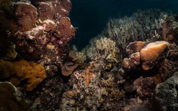 Australian scientists discover new shark species in PNG that walks on ...