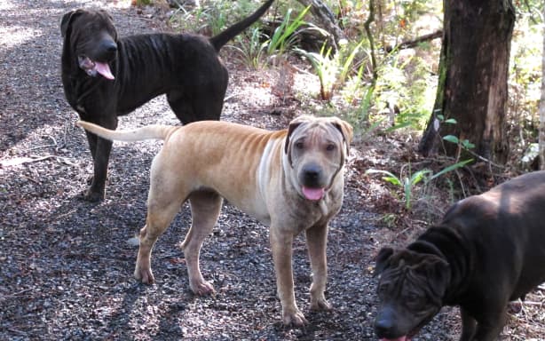 Roaming dogs in Northland: 'People have had enough' | RNZ