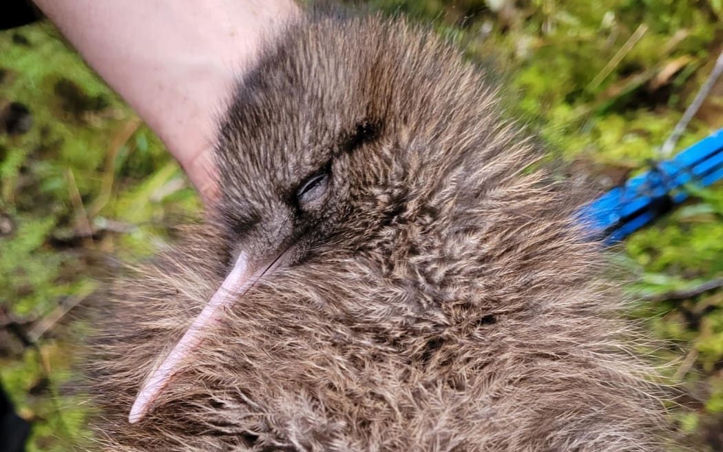 Pest control reverses 'downward slide to extinction' for kiwi | RNZ News