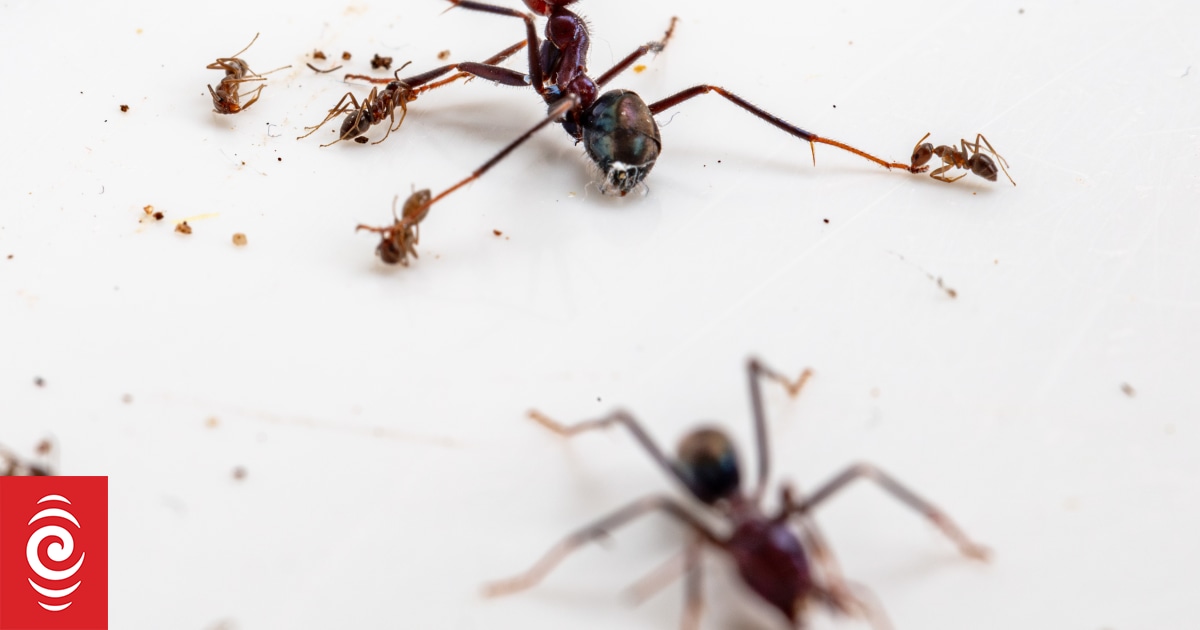 How a Age of Empires could help to save native Australian ants | RNZ