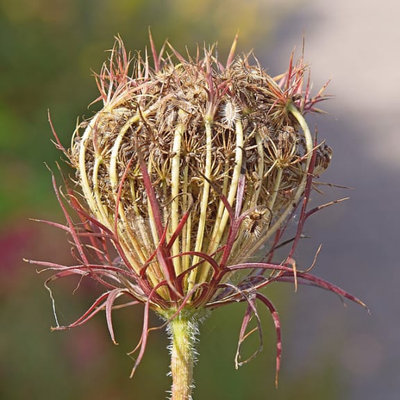 Philip Hulme: 'NZ is one of the weediest places on earth' | RNZ