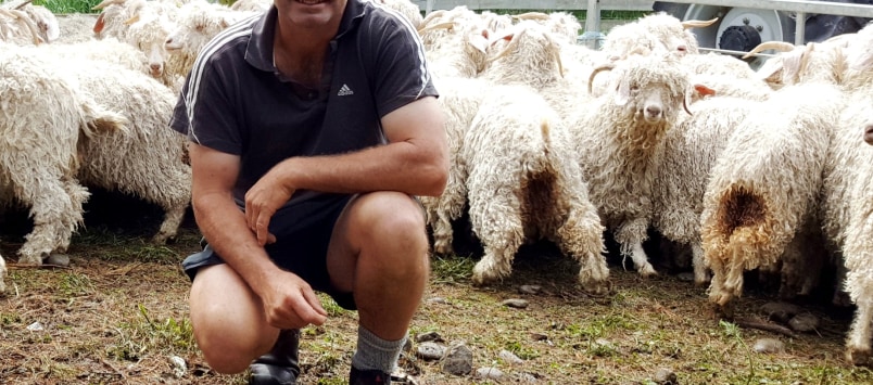 Mohair, mo' money: farming Angora goats in Canterbury | RNZ