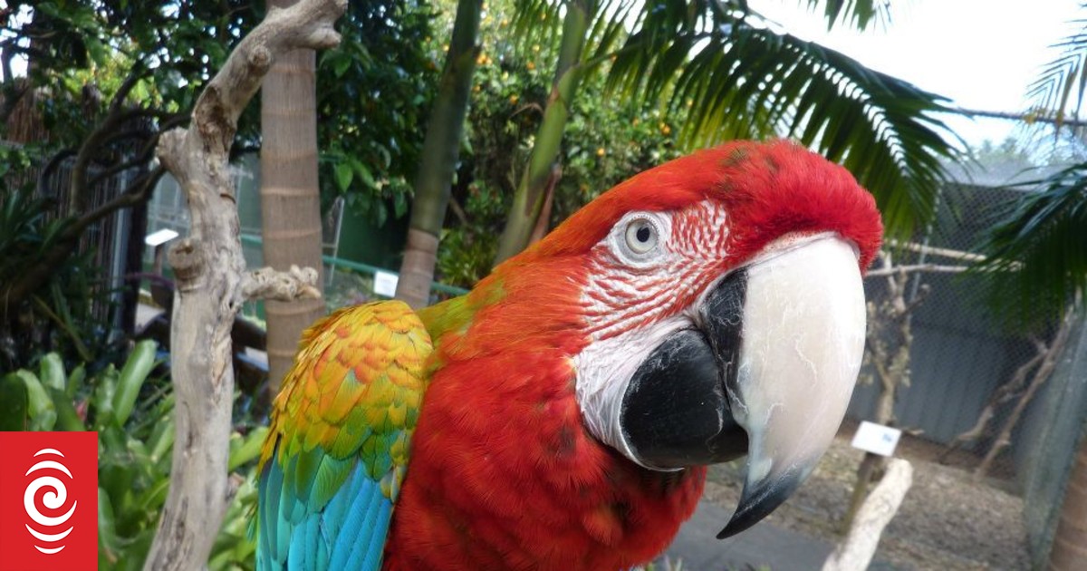 This Weekend: Kerikeri's Parrot Place celebrates 21 years | RNZ