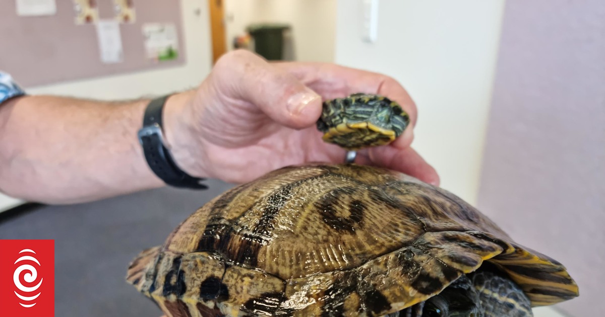 Abandoned pet turtles 'far more widespread than initially thought ...