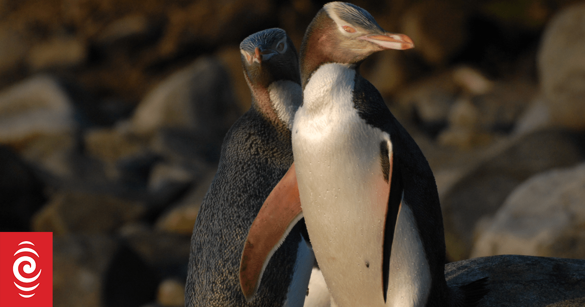 Mainland hoiho / yellow-eyed penguin could be extinct within two ...
