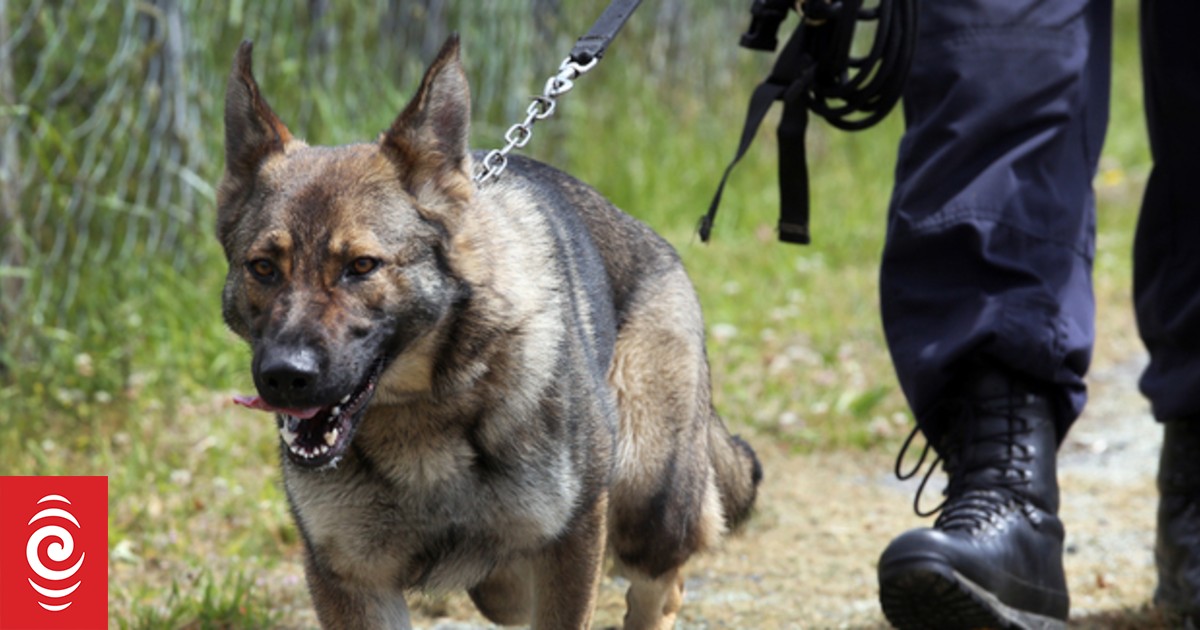 Mental health calls make up quarter of serious police dog bites | RNZ News