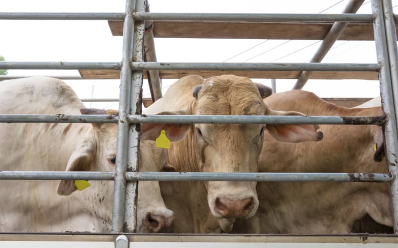 Hundreds of New Zealand and Australian cattle die in export deal | RNZ
