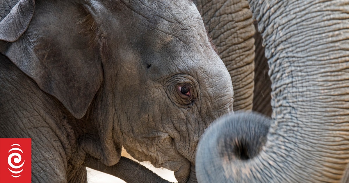 From worms to elephants: Research shows more animals eating plastic ...