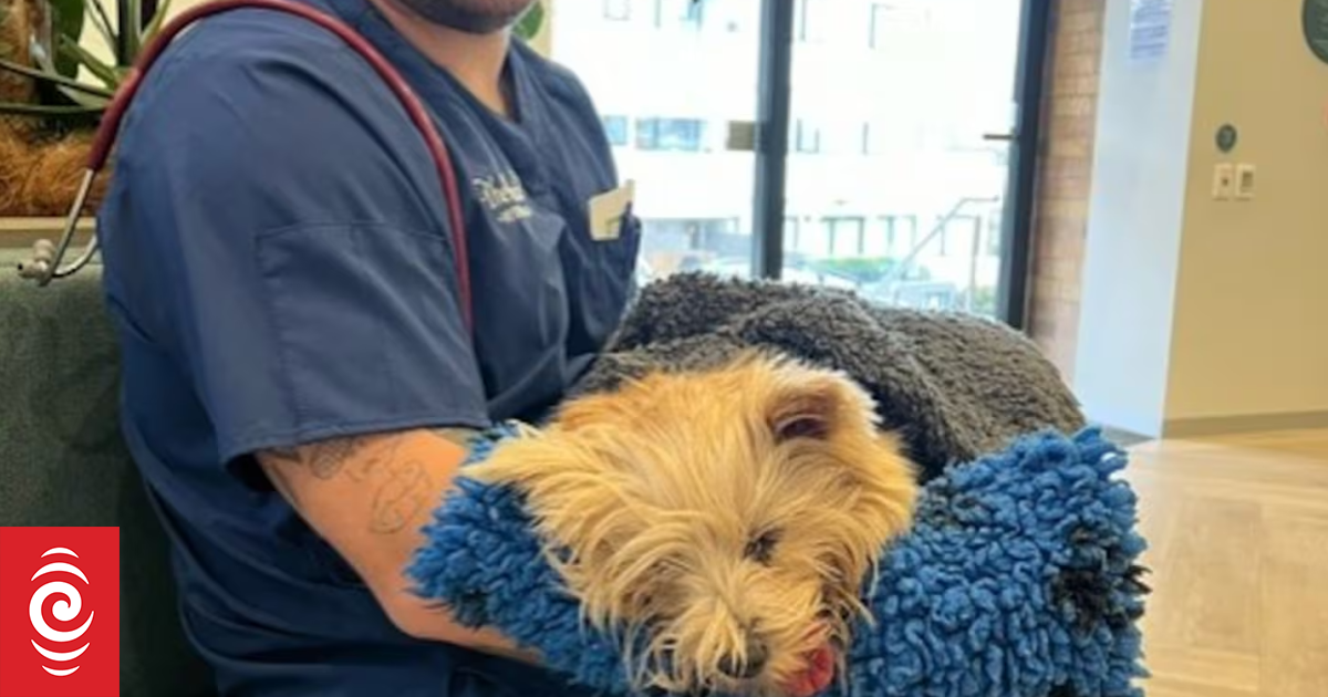 Dog ingests methamphetamine on walk through central Auckland | RNZ News