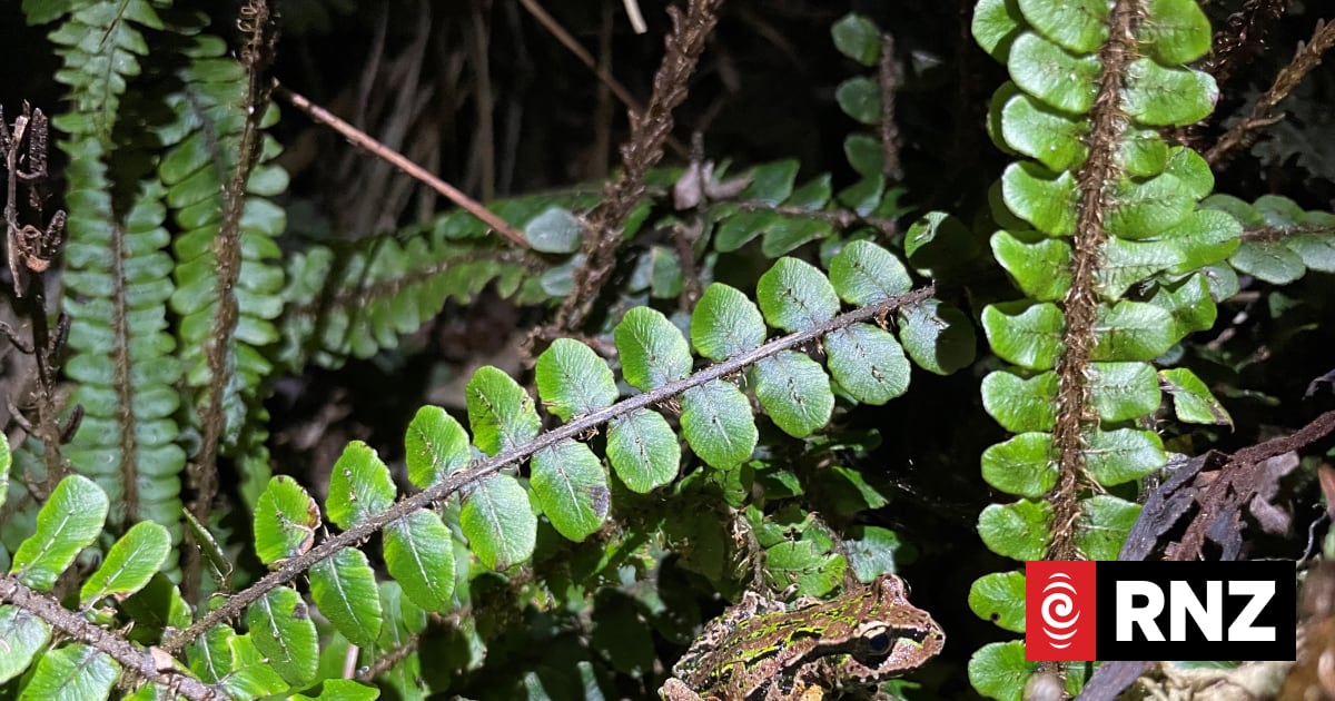 Archey's frog DOC report uses mining company research, says ...