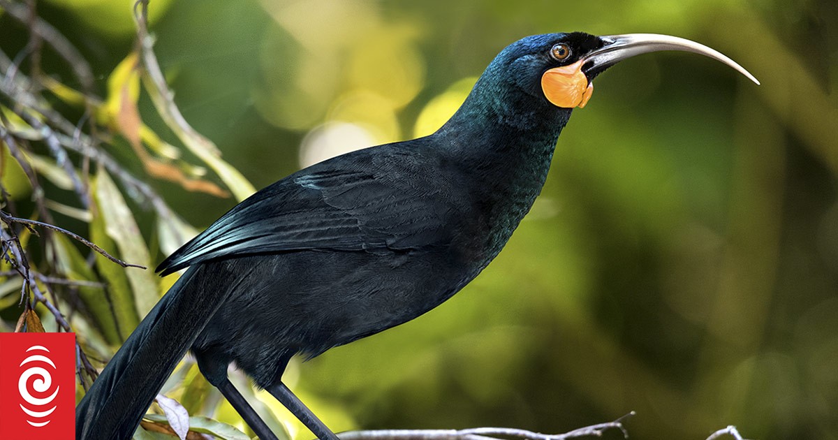 The call of the huia, remembered | RNZ