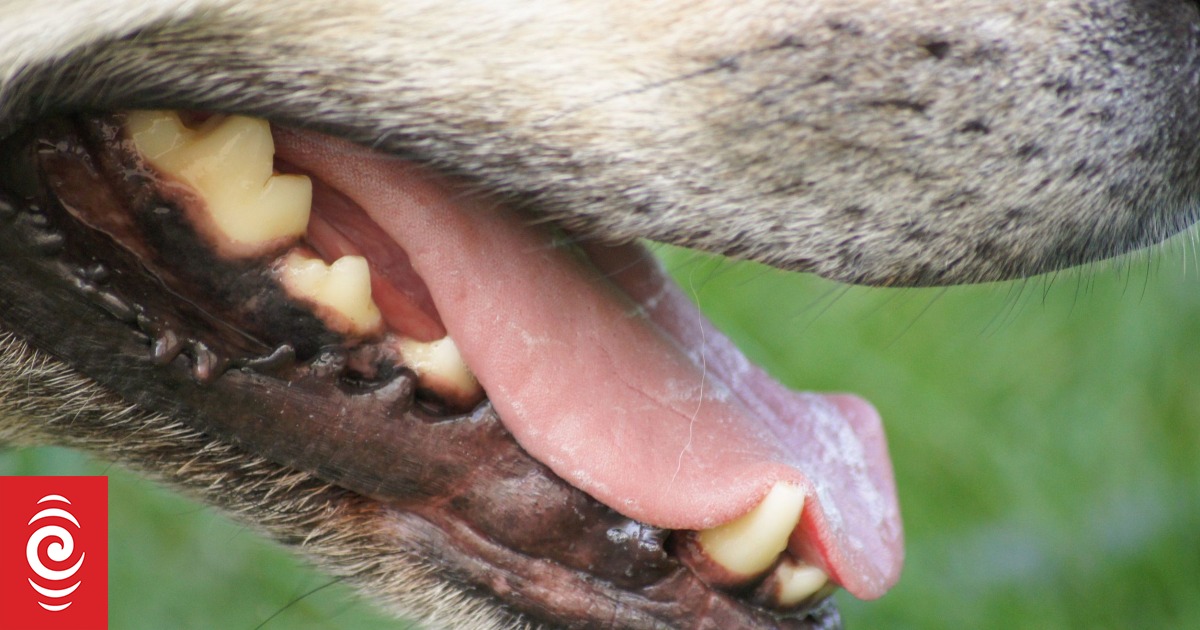 'A massacre': Two roaming dogs kill 50 backyard birds | RNZ News