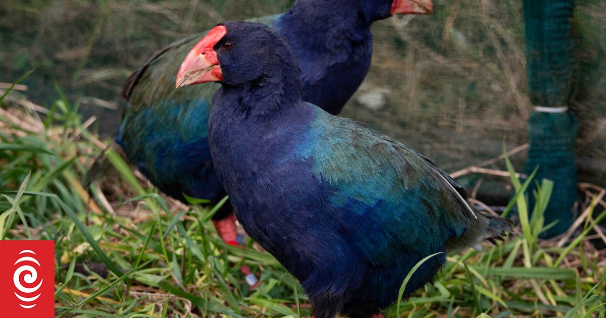 Nature's milestones you may have missed | RNZ News